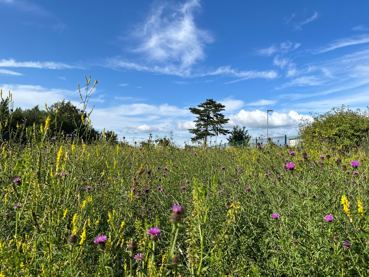 Case Study: Welsh Ambulance Service | Enfys Ecology